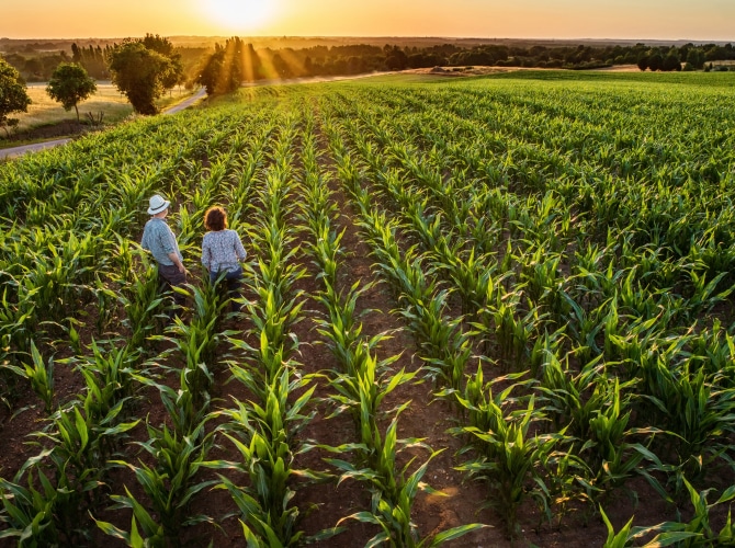 Avocado Farm Guilty in Work Health and Safety Incident - Macpherson Kelley